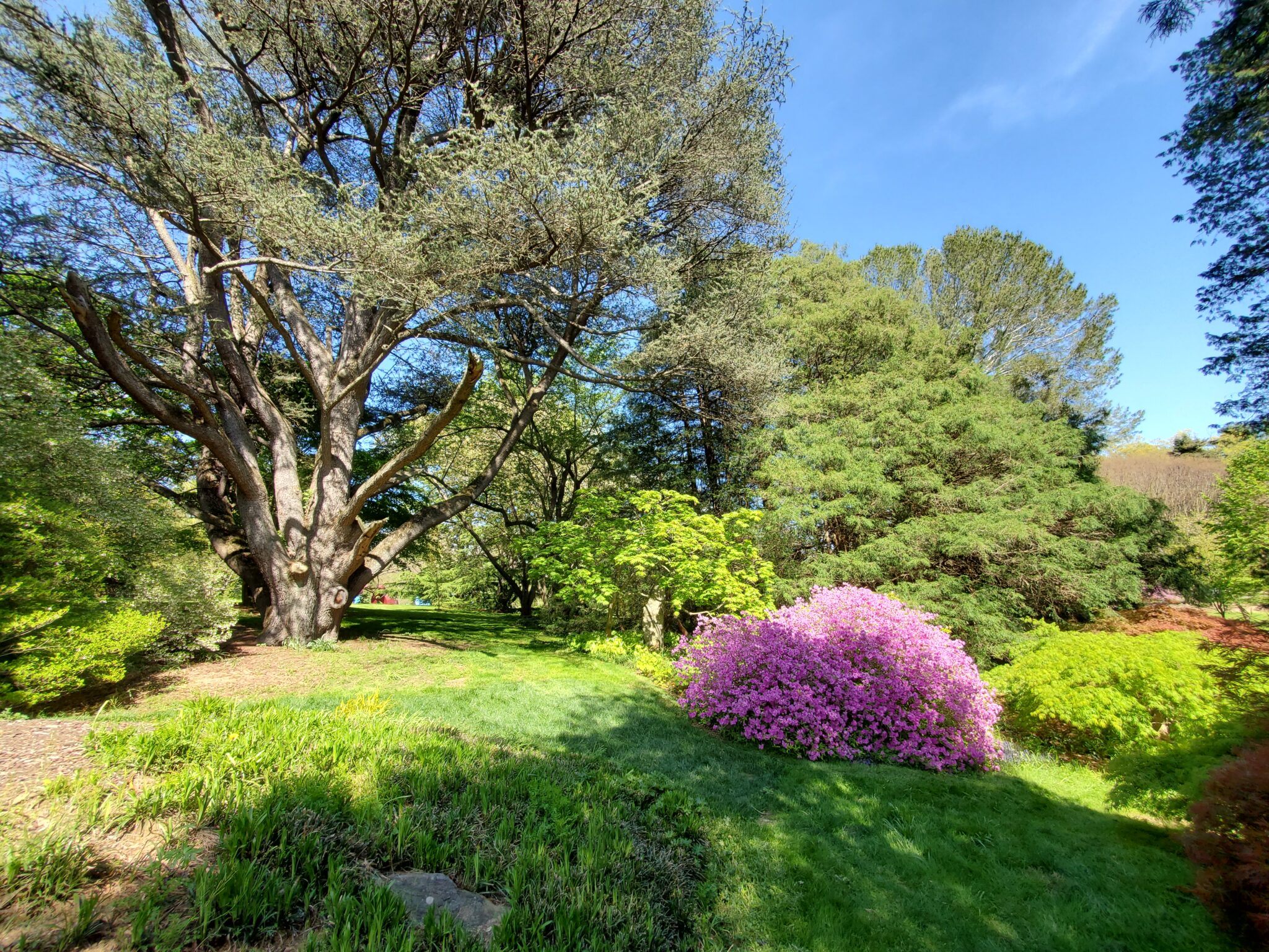 Morris Arboretum And Gardens: First Time Visitor Guide